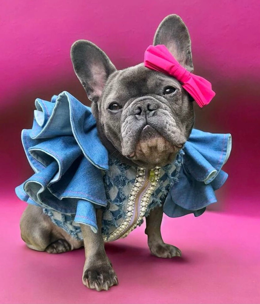 Milly dog fashion