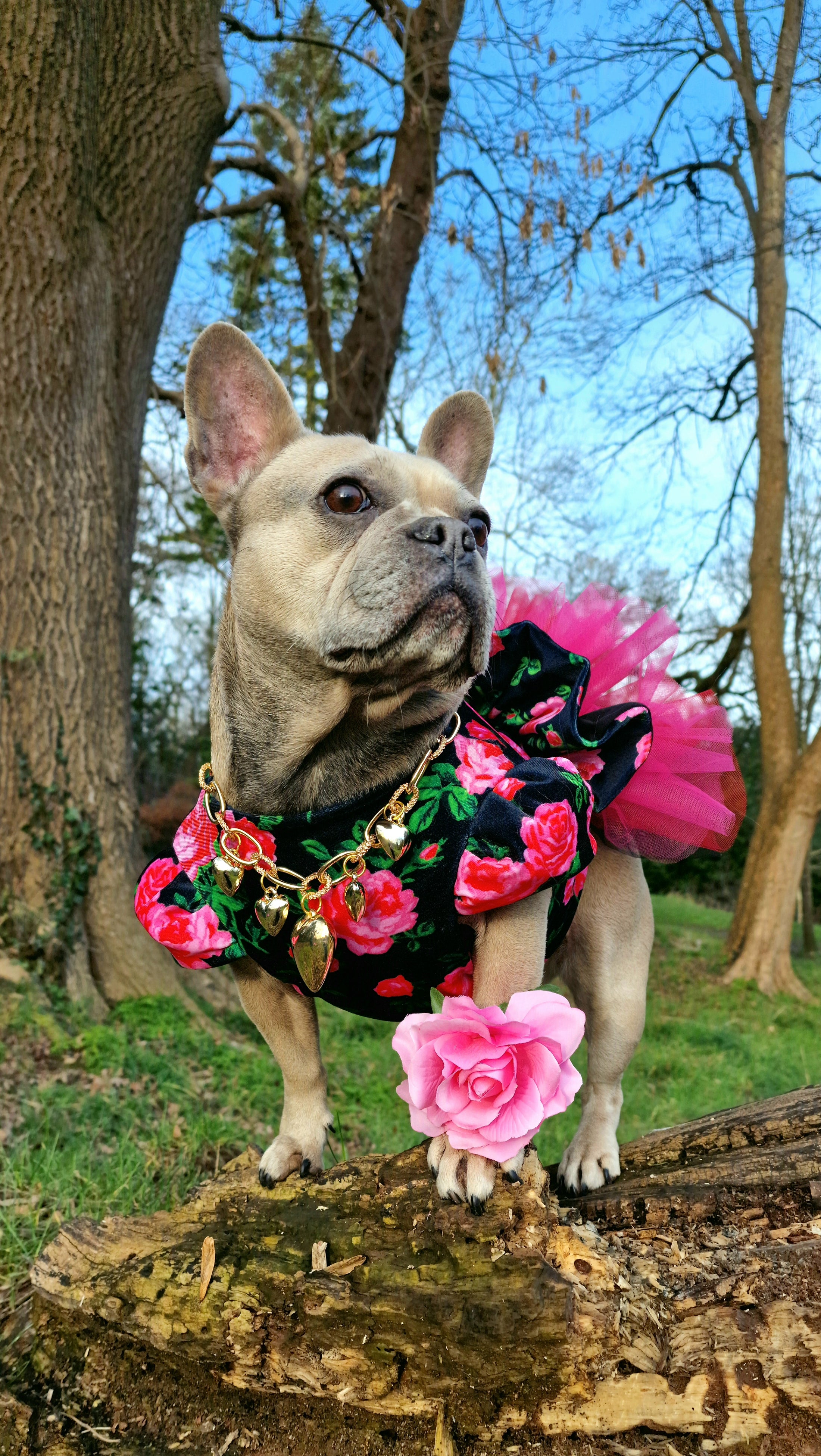 Milly dog fashion