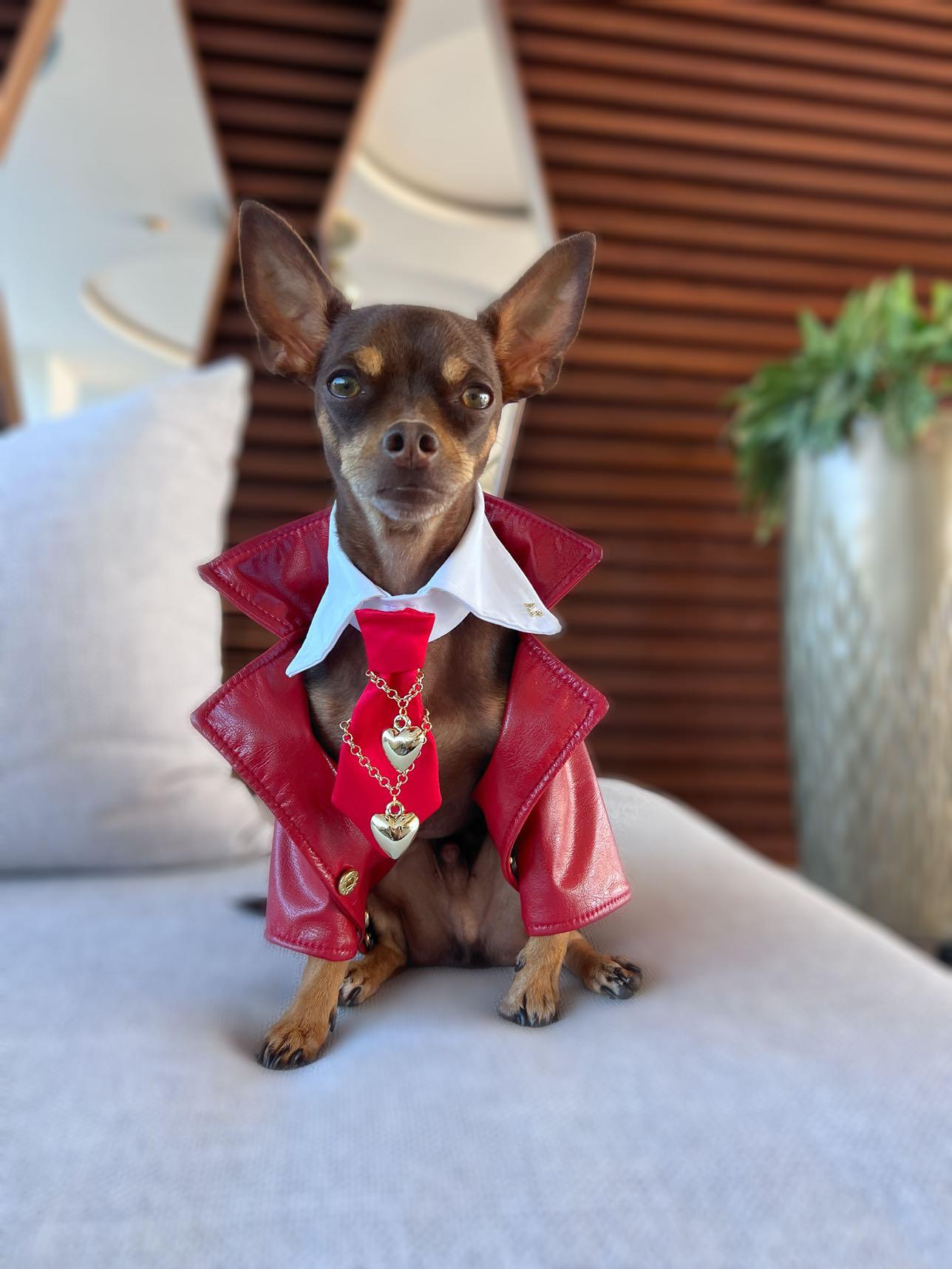 Milly dog fashion
