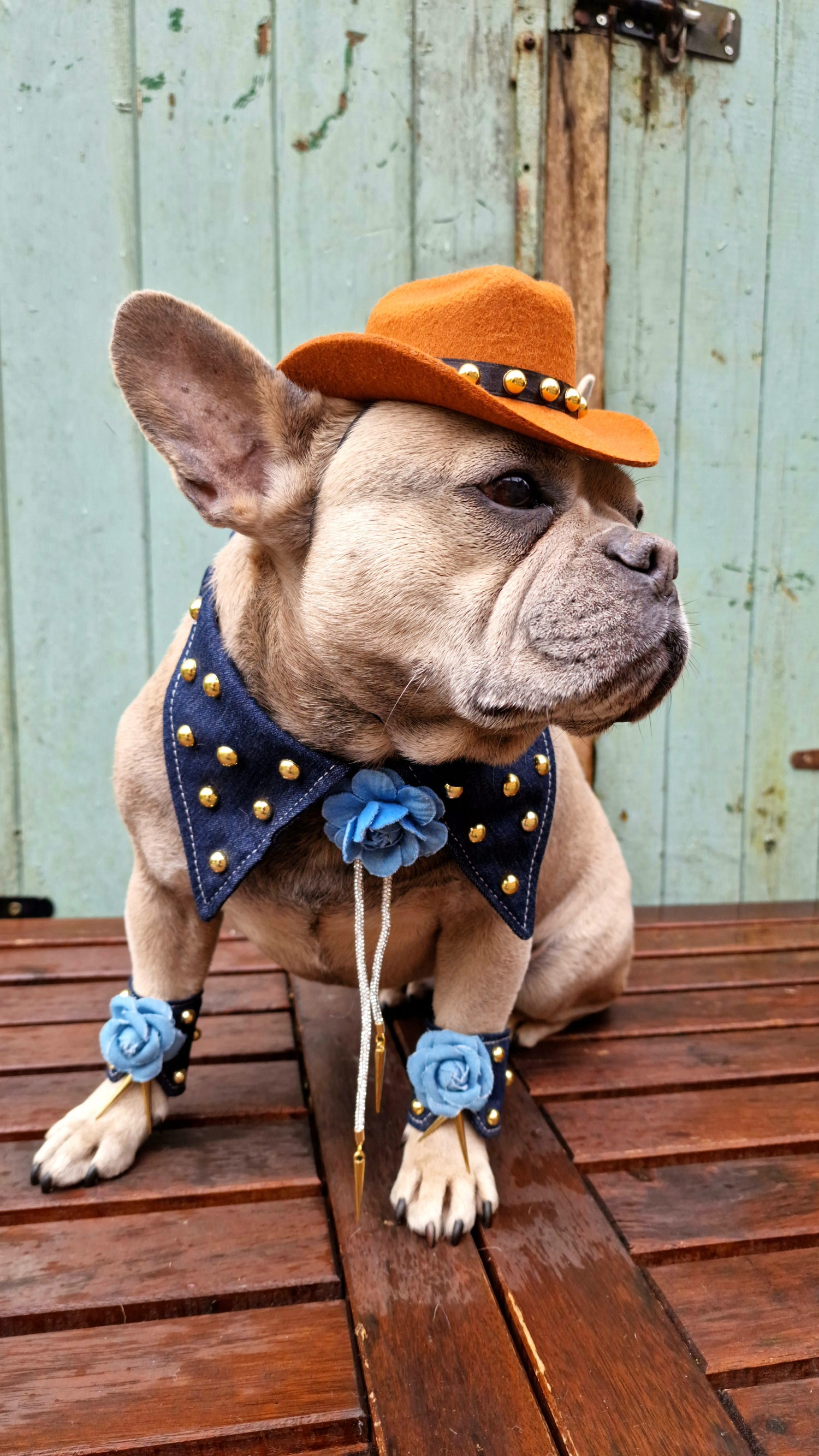 Milly dog fashion