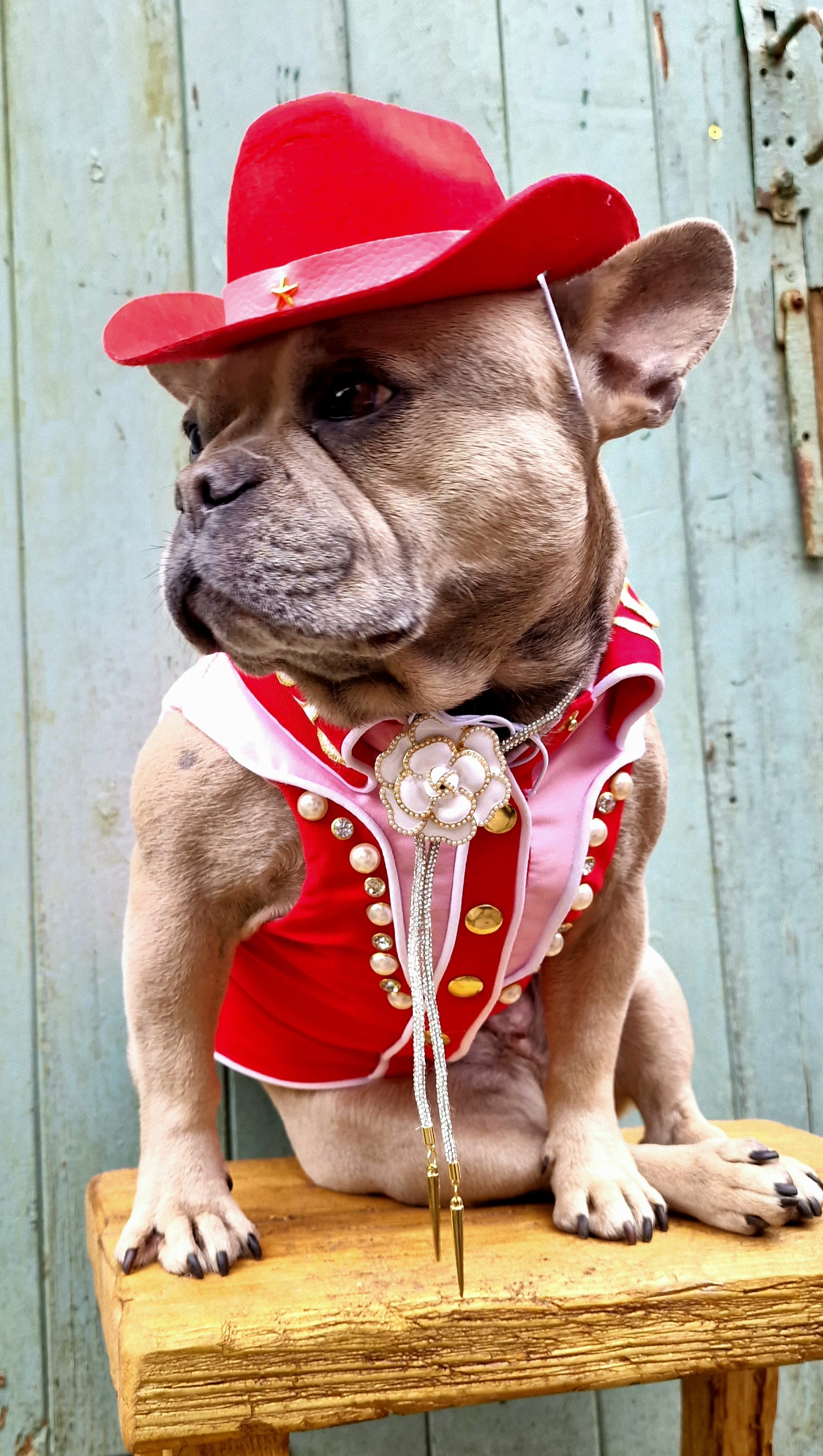 Milly dog fashion